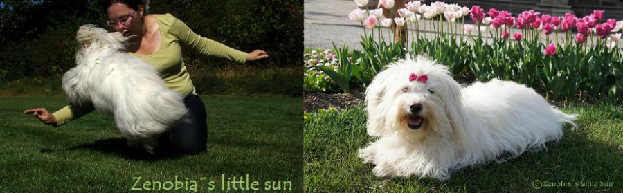 Bavlnka Elinka - kráľovský pes z Madagaskaru, Coton de Tuléar